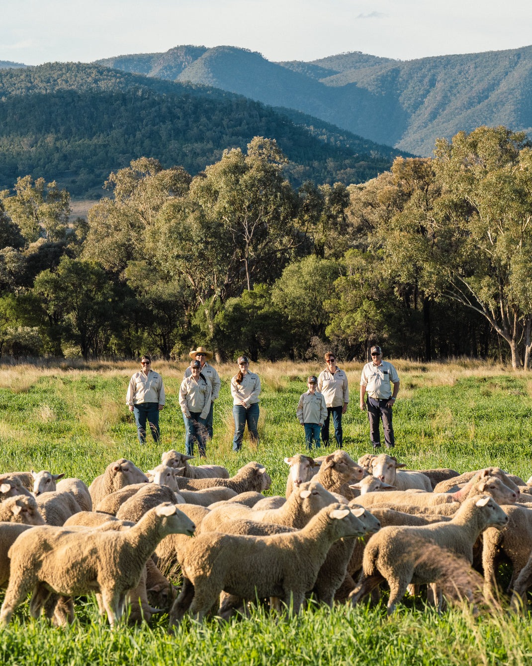 Frequently Asked Questions – Nandewar Lamb